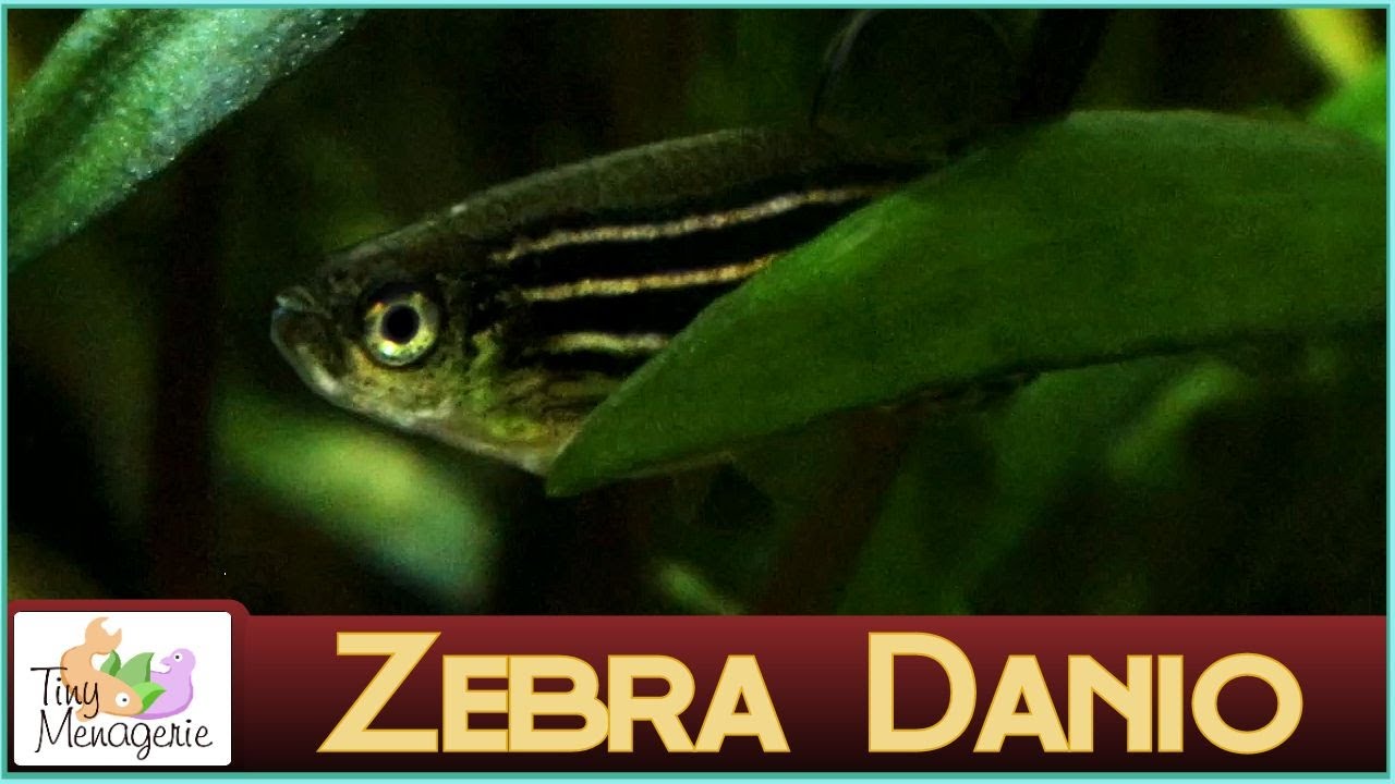 All About Zebra Danio The Ultimate Beginner Fish Housepetscare