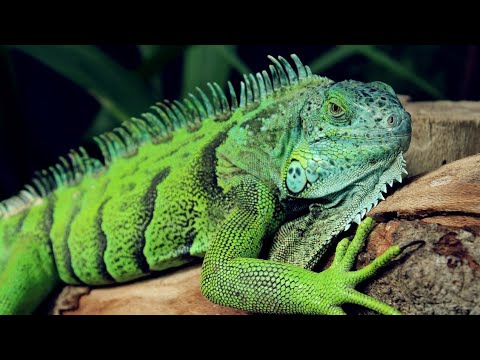 4k Beautiful Nature Videos Youtube