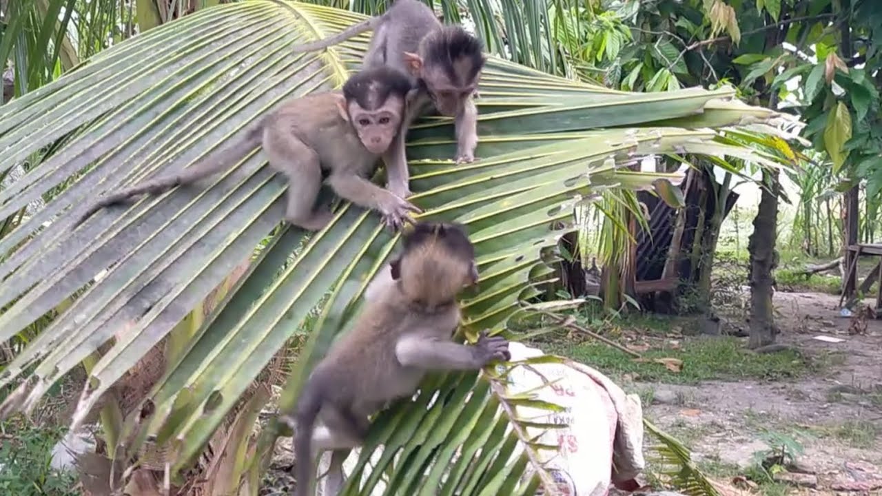 Baby Monkeys Playing Together Happily Youtube