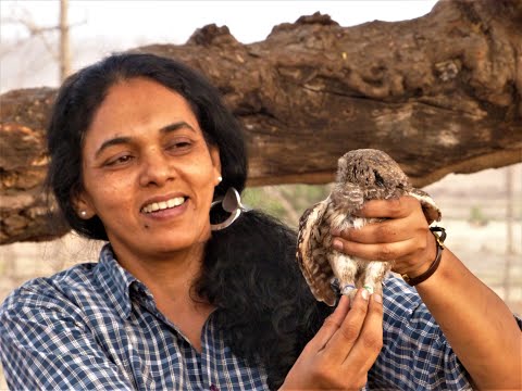 A Peek Into The Life Of The Endangered Forest Owlet And Other Owls In