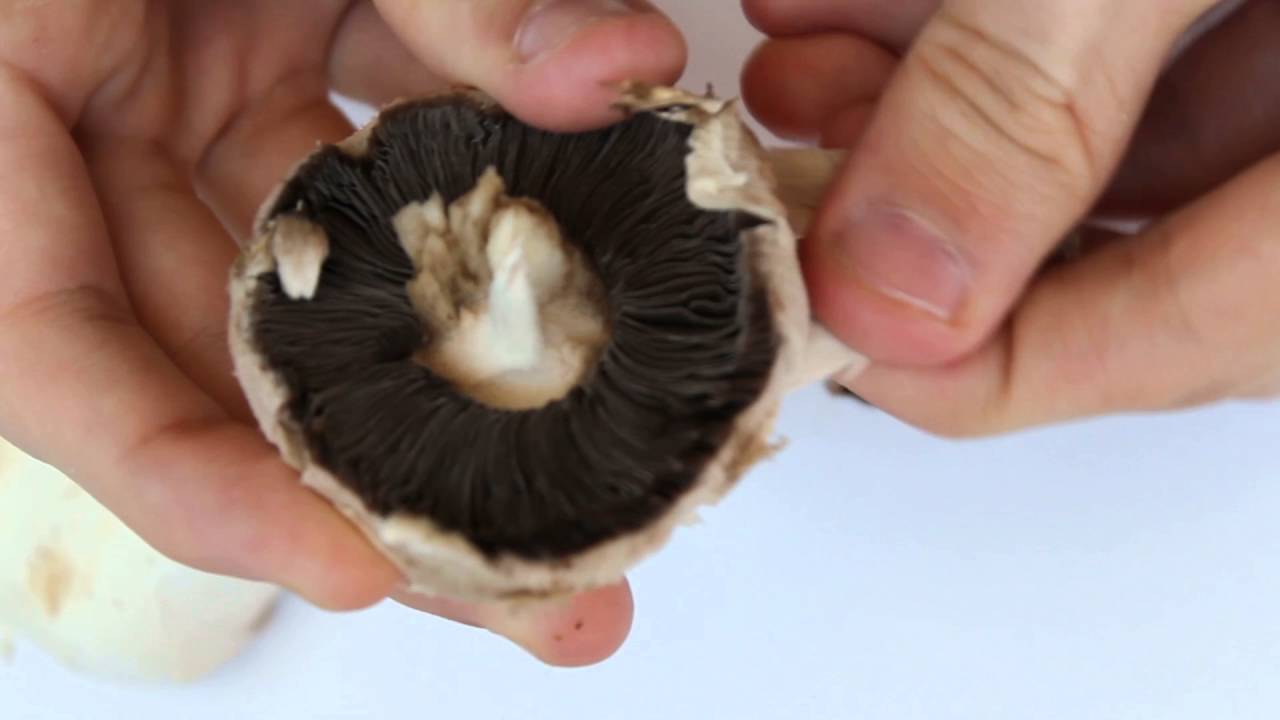 Mushroom Time Lapse Youtube