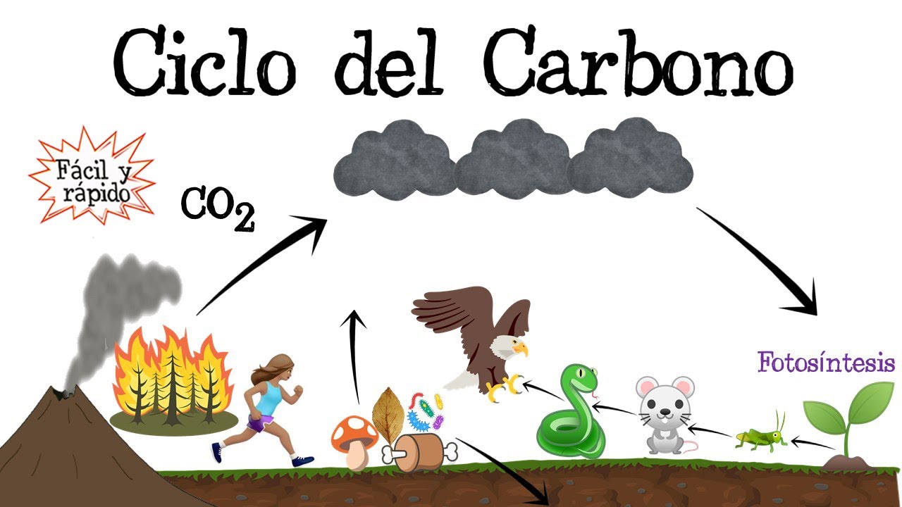 в пёџ Ciclo Del Carbono вљ пёџ Fгўcil Y Rгўpido Biologгќa Youtube