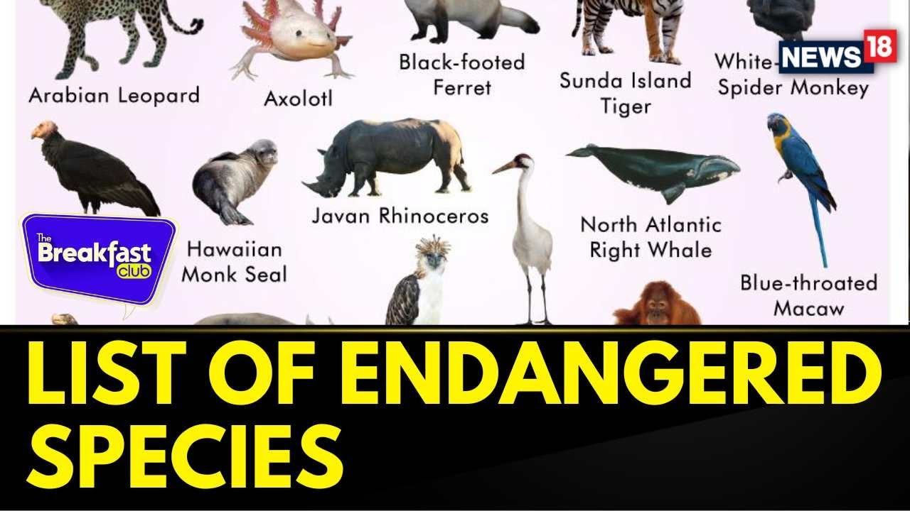 Endangered Species List With Names