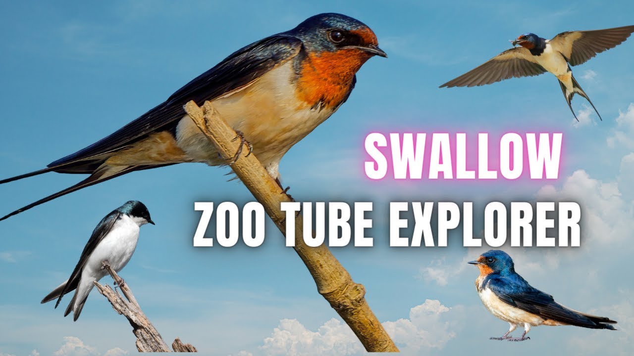 Swallow Youtube