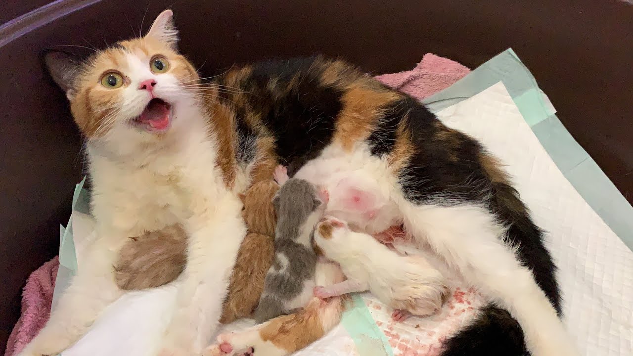 Cat Giving Birth To 4 Kittens With Complete Different Color ช วยแมว