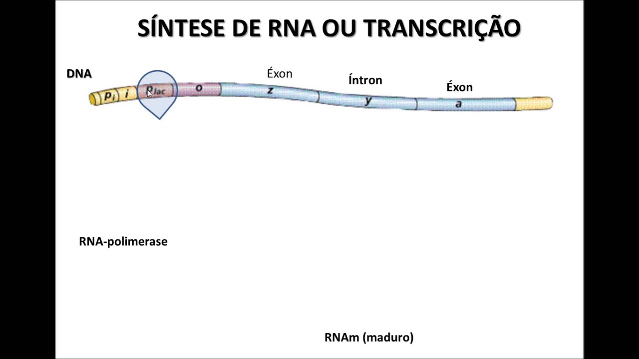 Operon Youtube