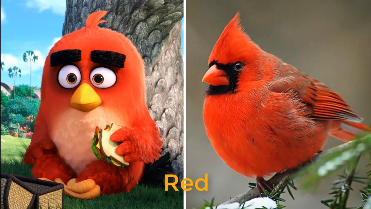 The Angry Birds Characters In Real Life Youtube