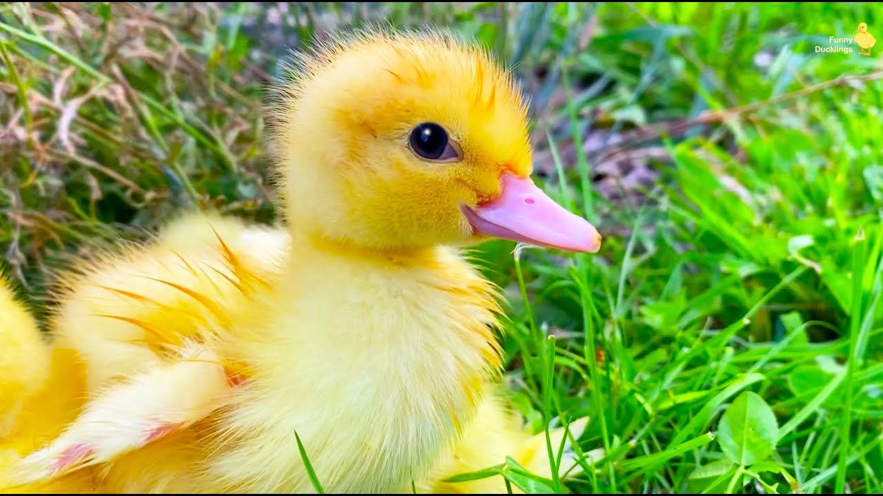 Ducklings In The Pool Baby Ducks Pig Youtube