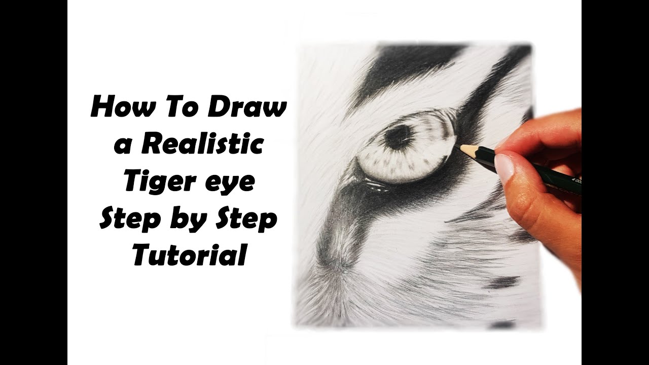 How To Draw A Realistic Tiger Eye Easy Step By Step For Beginners