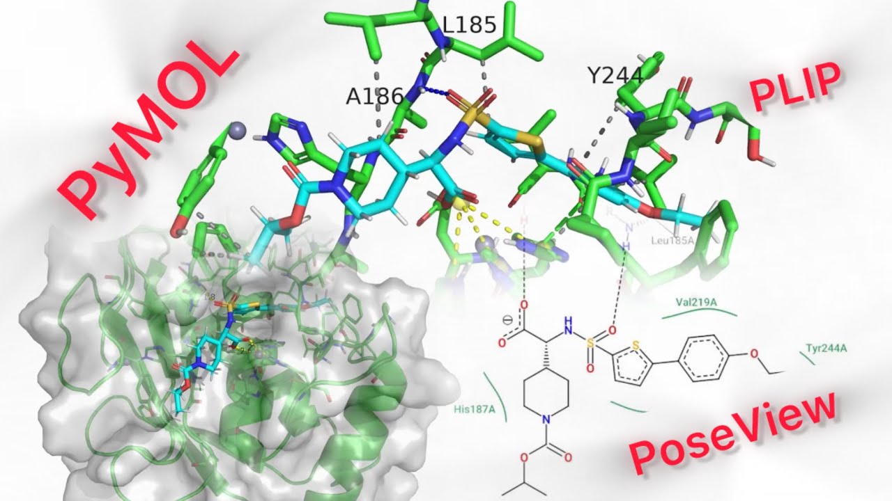 Visualization Of Ligand Interactions By Pymol Plip And Poseview Youtube