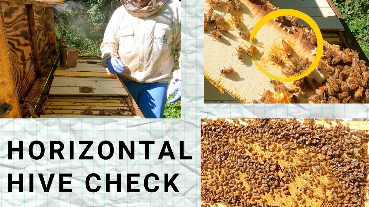 Beekeeping Horizontal Hive Full Inspection Youtube