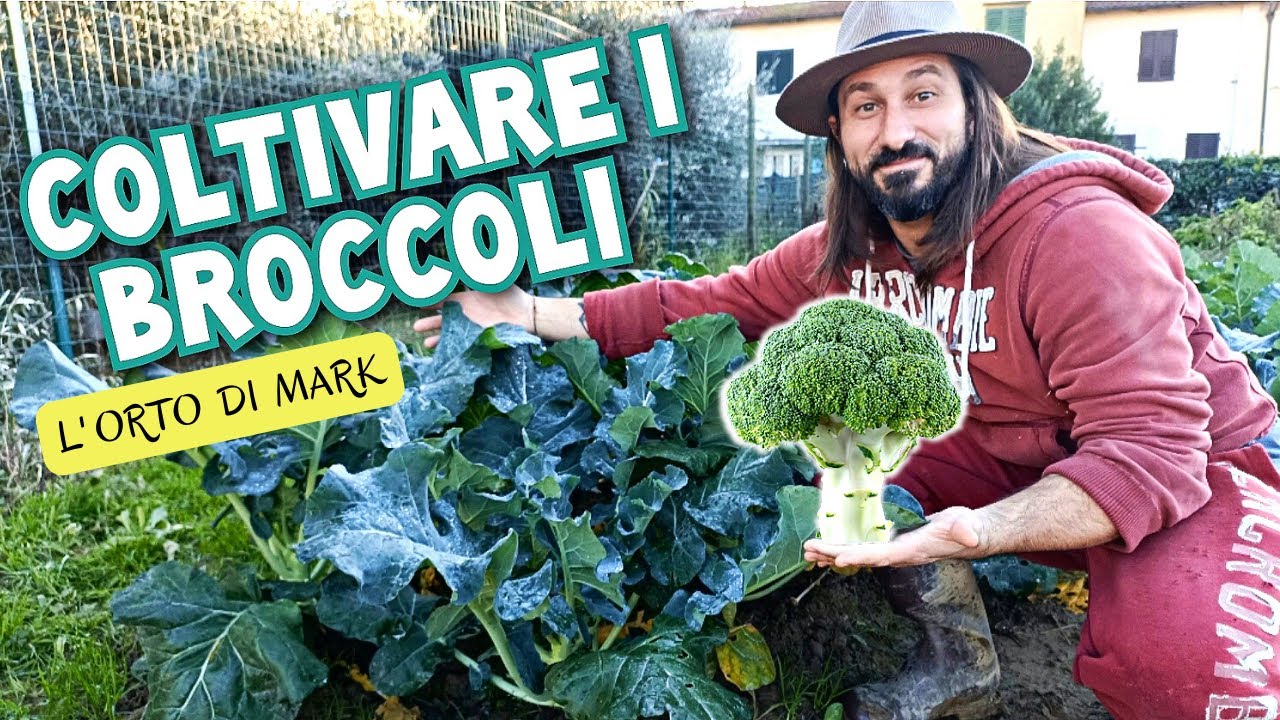 Coltivazione Broccoli Dalla Semina Alla Raccolta Youtube