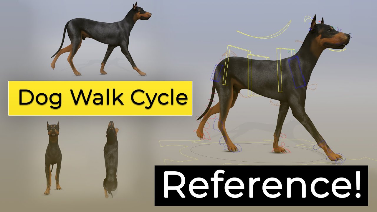 Dog Walk Cycle Youtube
