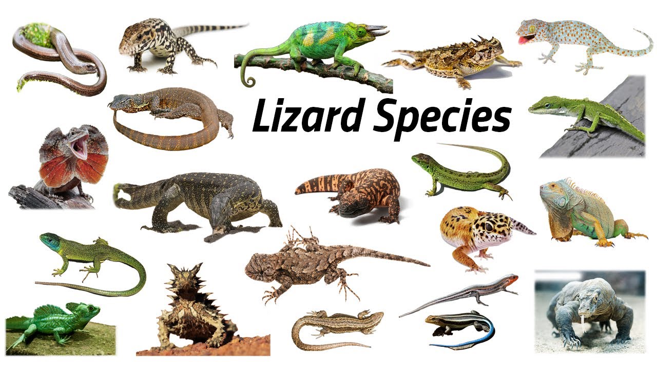 Lizard Definition Types Characteristics Classification 48 Off