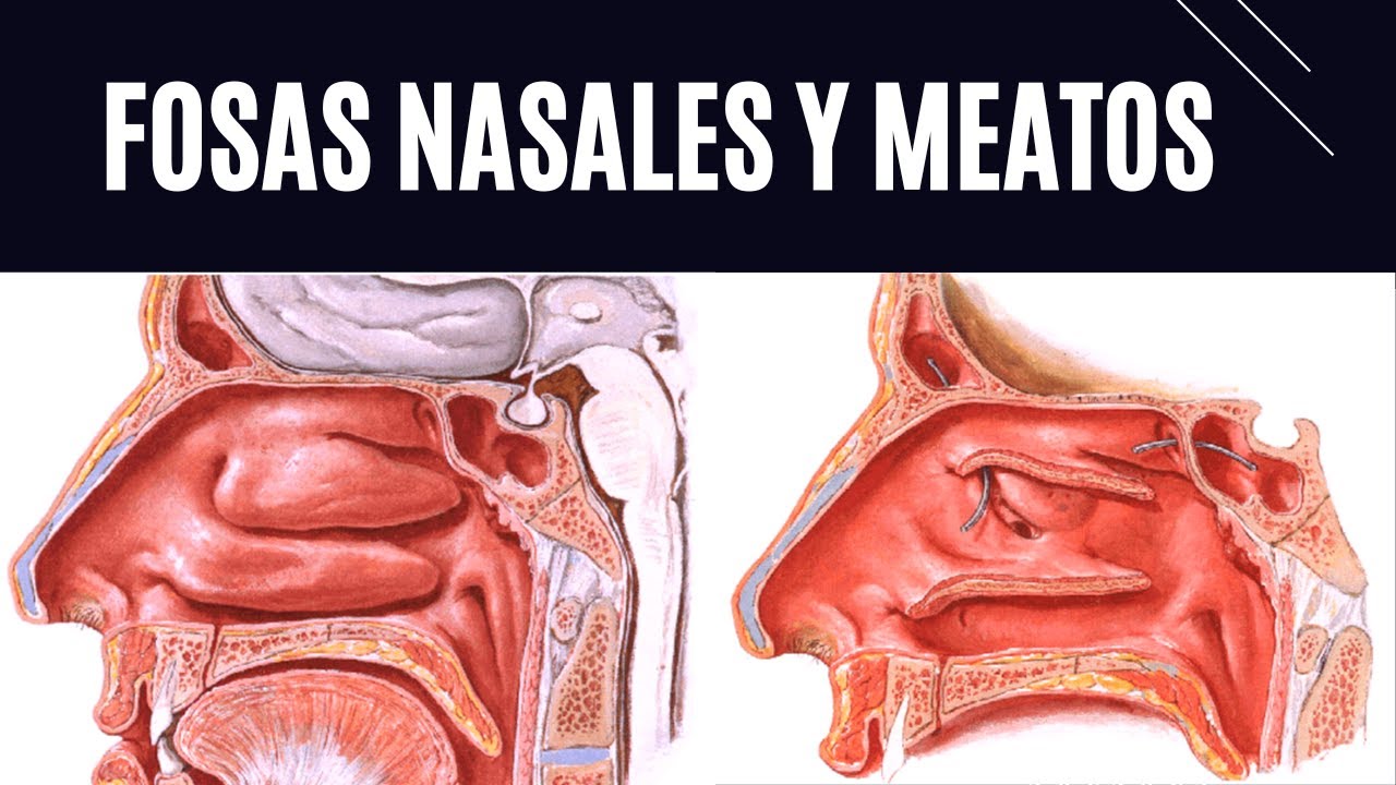 Explicación De Fosas Nasales Y Meatos Youtube