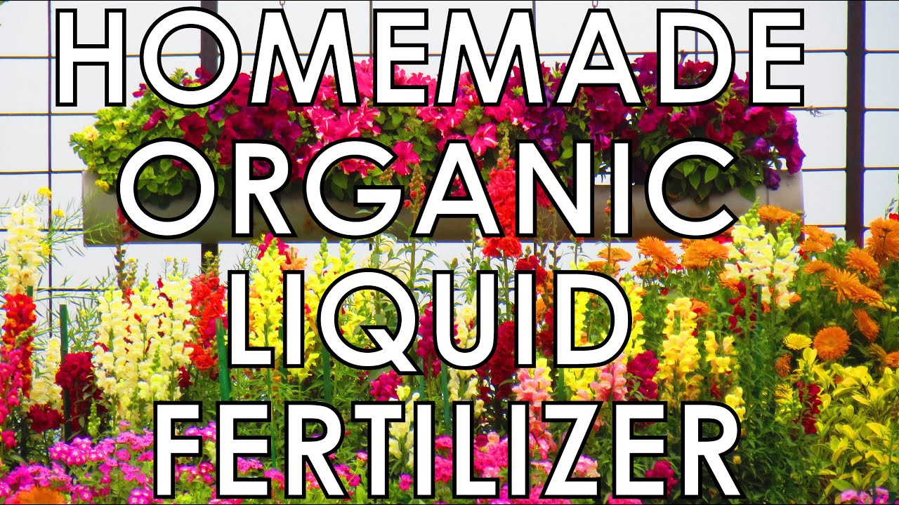 Homemade Organic Liquid Fertilizer Youtube