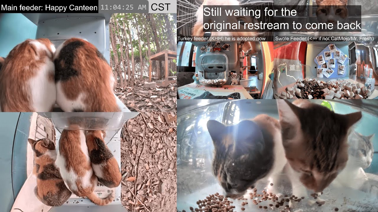 Happy Canteen Restream Hello Street Cat Youtube