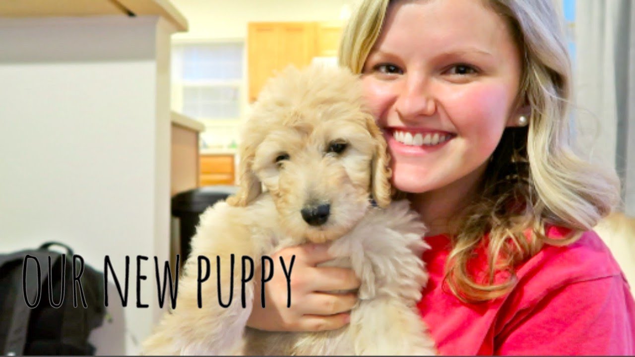 Meet Our New Goldendoodle Puppy Vlog Youtube