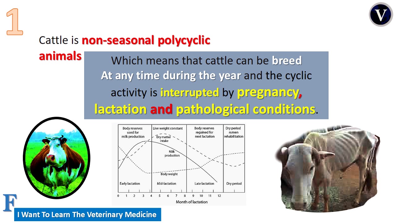 Cattle Theriogenology 2 Inf About Cattle Part 1 Youtube