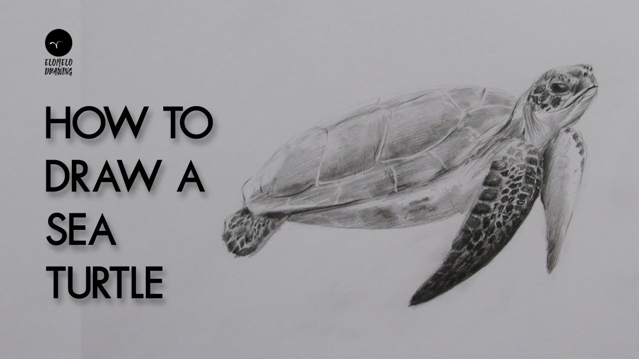 How To Draw A Turtle Pencil Sketch Turtle Drawing Youtube