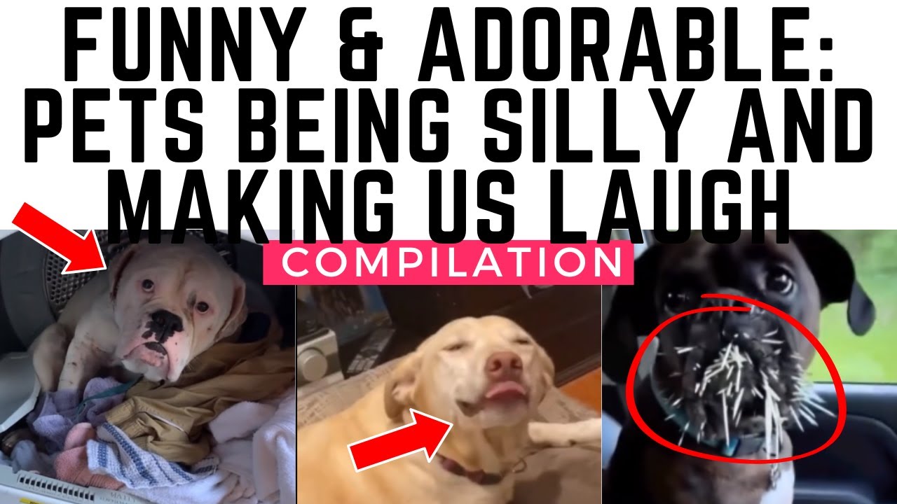 Silly Pets At Their Best Funny Goofiest Animal Moments Compilation