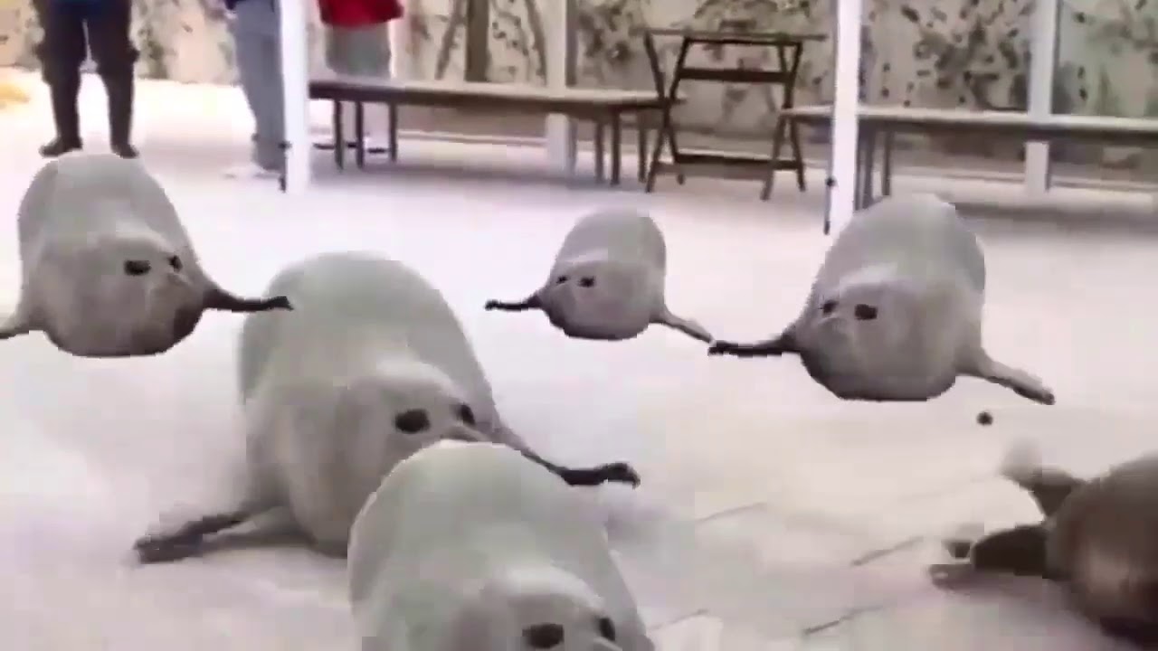 Bouncing Seals Ultimate Gif At Kristopher Chambers Blog