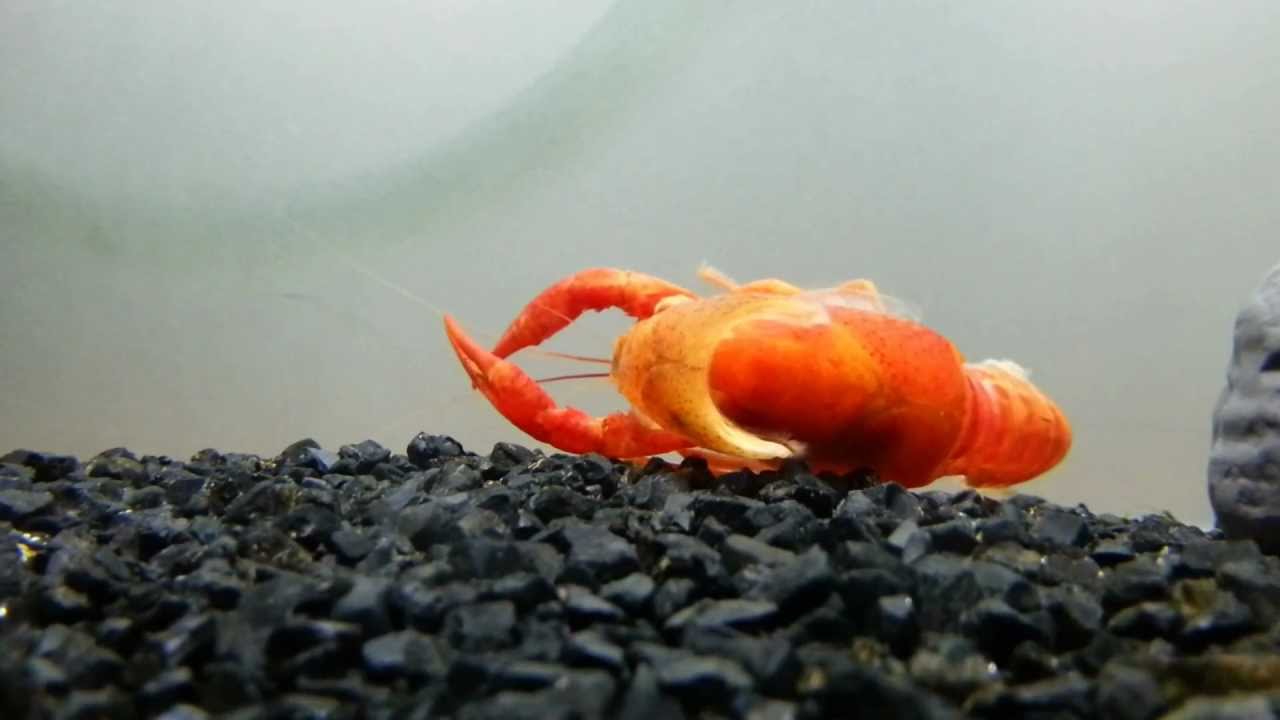 Procambarus Clarkii Crayfish Molting Youtube