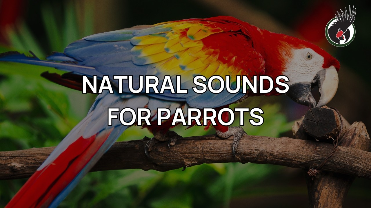 Background Sounds For Parrots Kiwa Centre Parrots Aviary Soundscapes