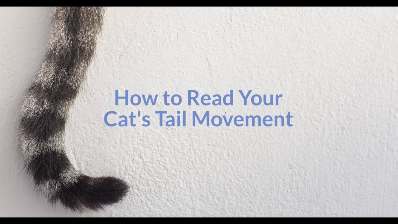 How To Read Your Cat S Tail Movement Cuteness Youtube