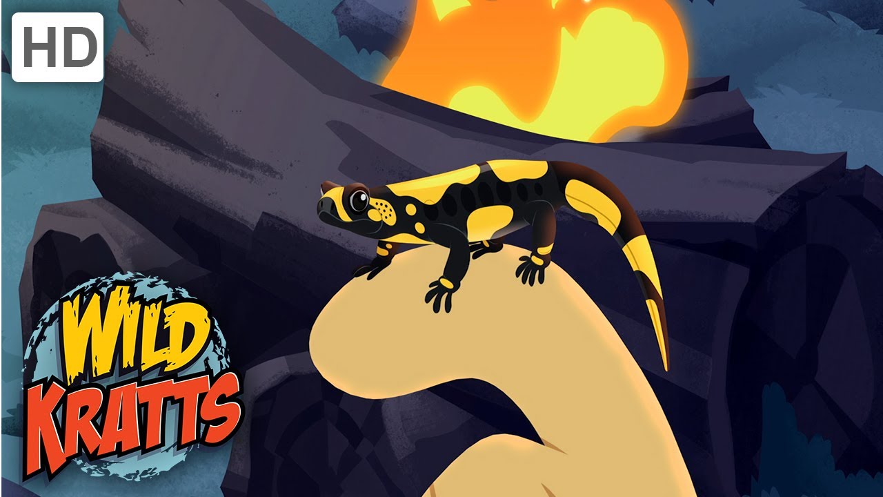 Wild Kratts Learn About The Fire Salamander Animals Youtube