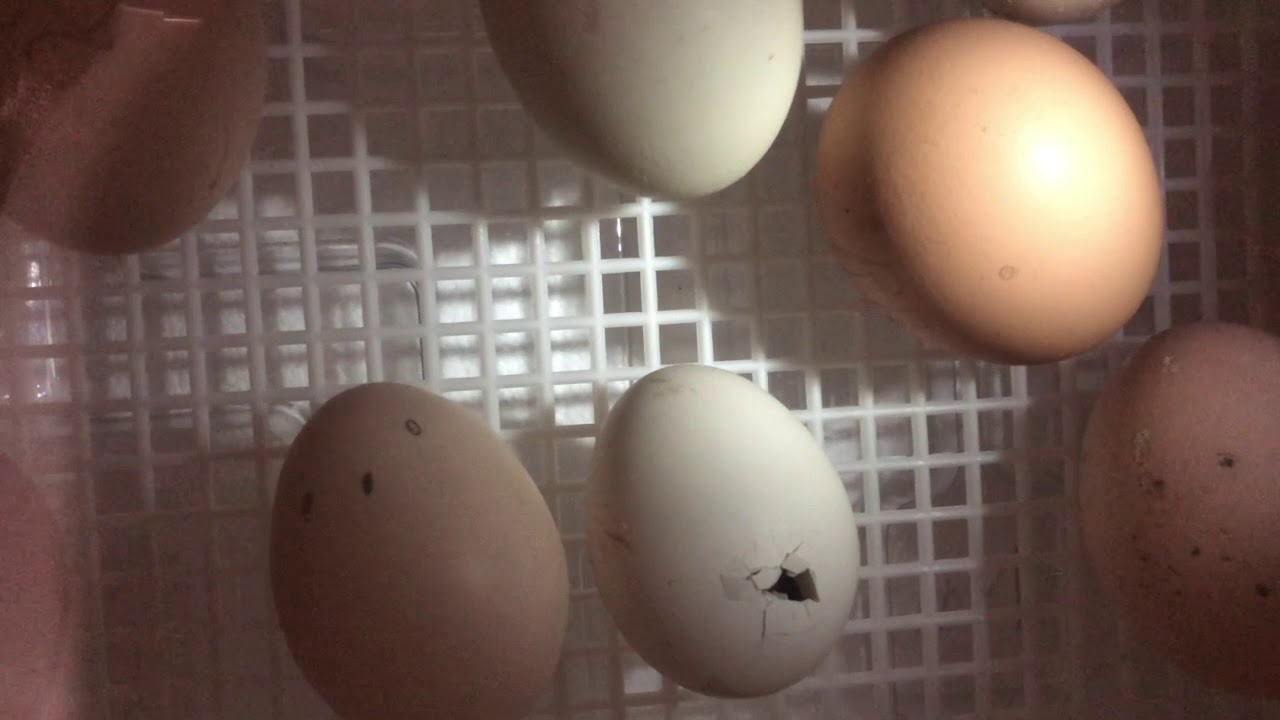 Day 21 Egg Hatching Youtube