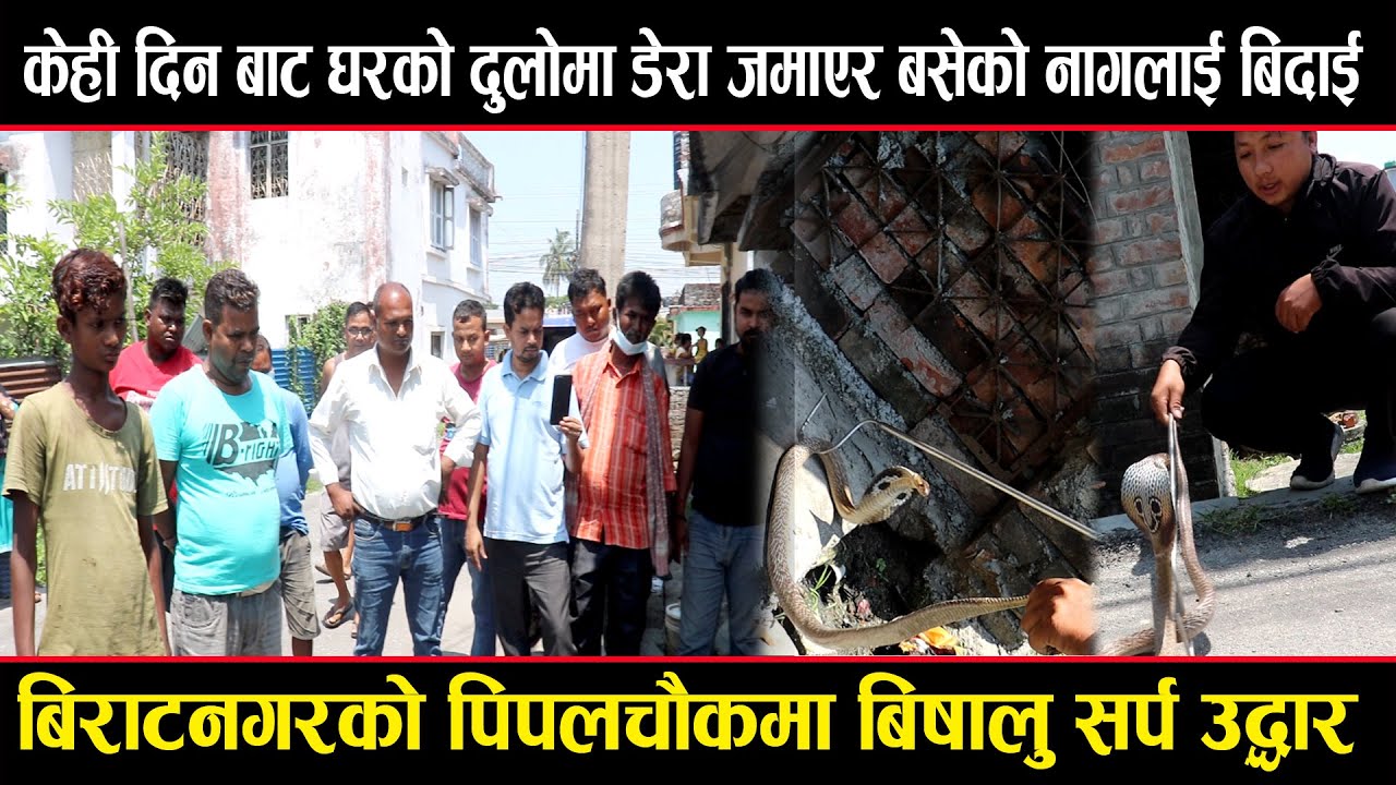Biratnagar Pipalchowak Morang Spectacled Cobra Rescue Mostly