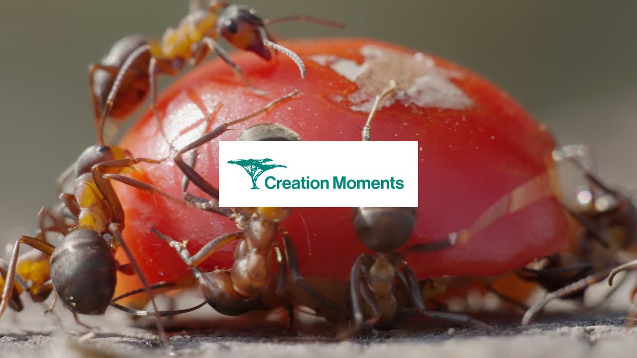 Ant Mathematics Youtube