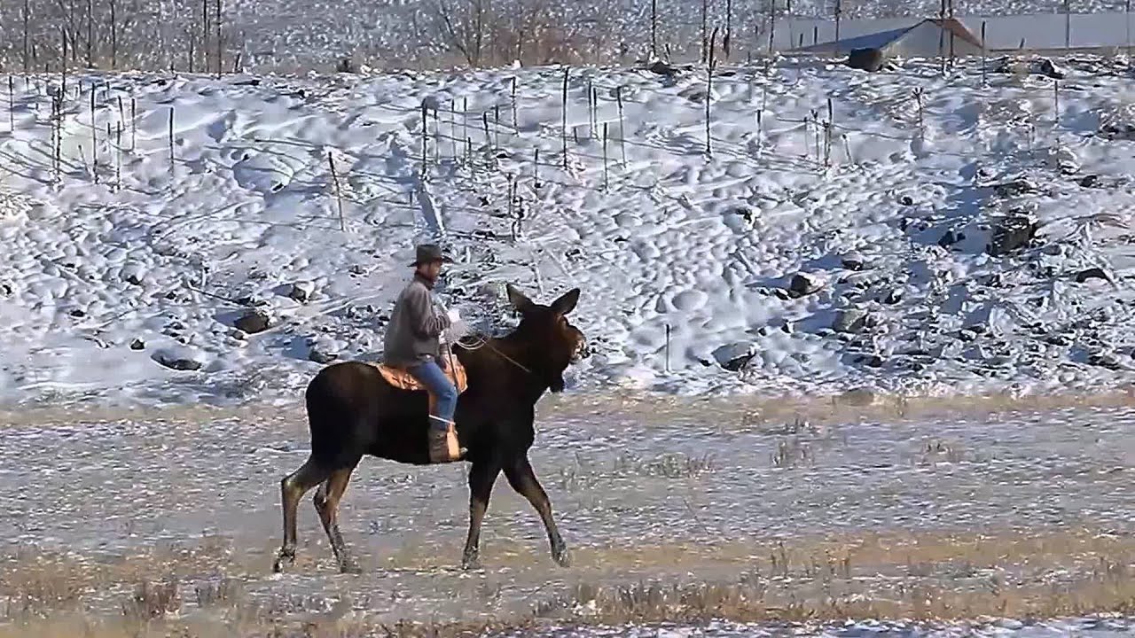 Paul Riding A Moose Youtube