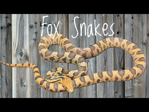 Species Spotlight Fox Snakes Youtube