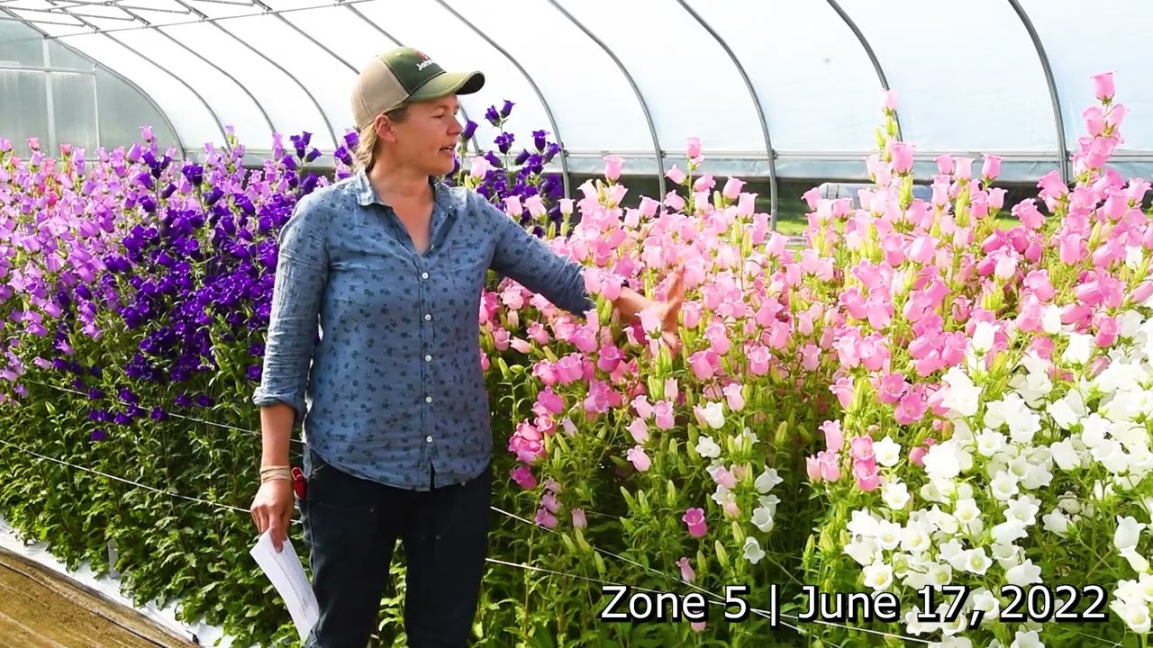 Overwinter Flower Tunnel Campanula Bellflower Youtube