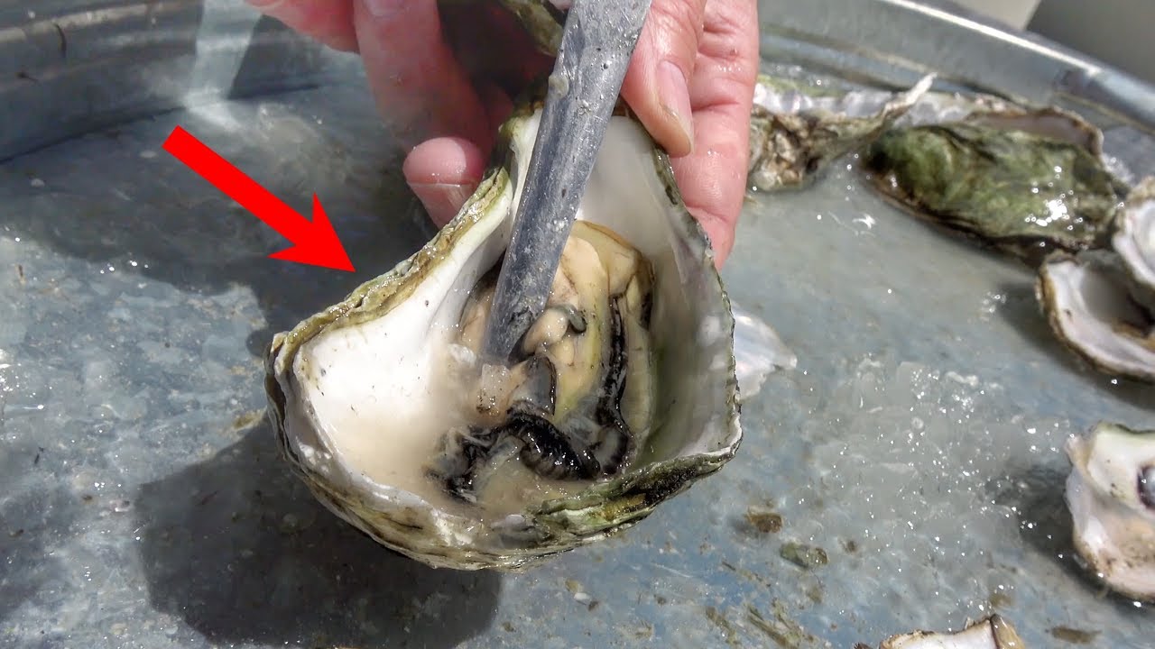 What S Inside An Oyster Youtube