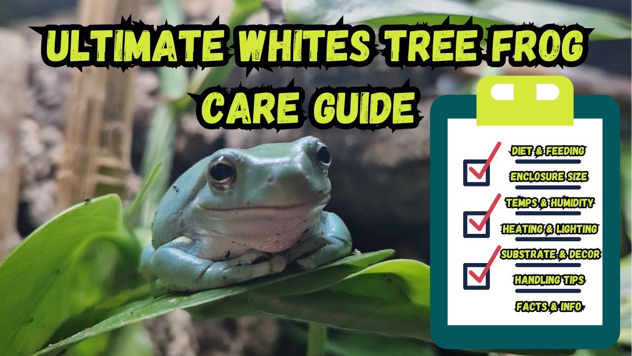 Ultimate Whites Tree Frog Care Guide Youtube
