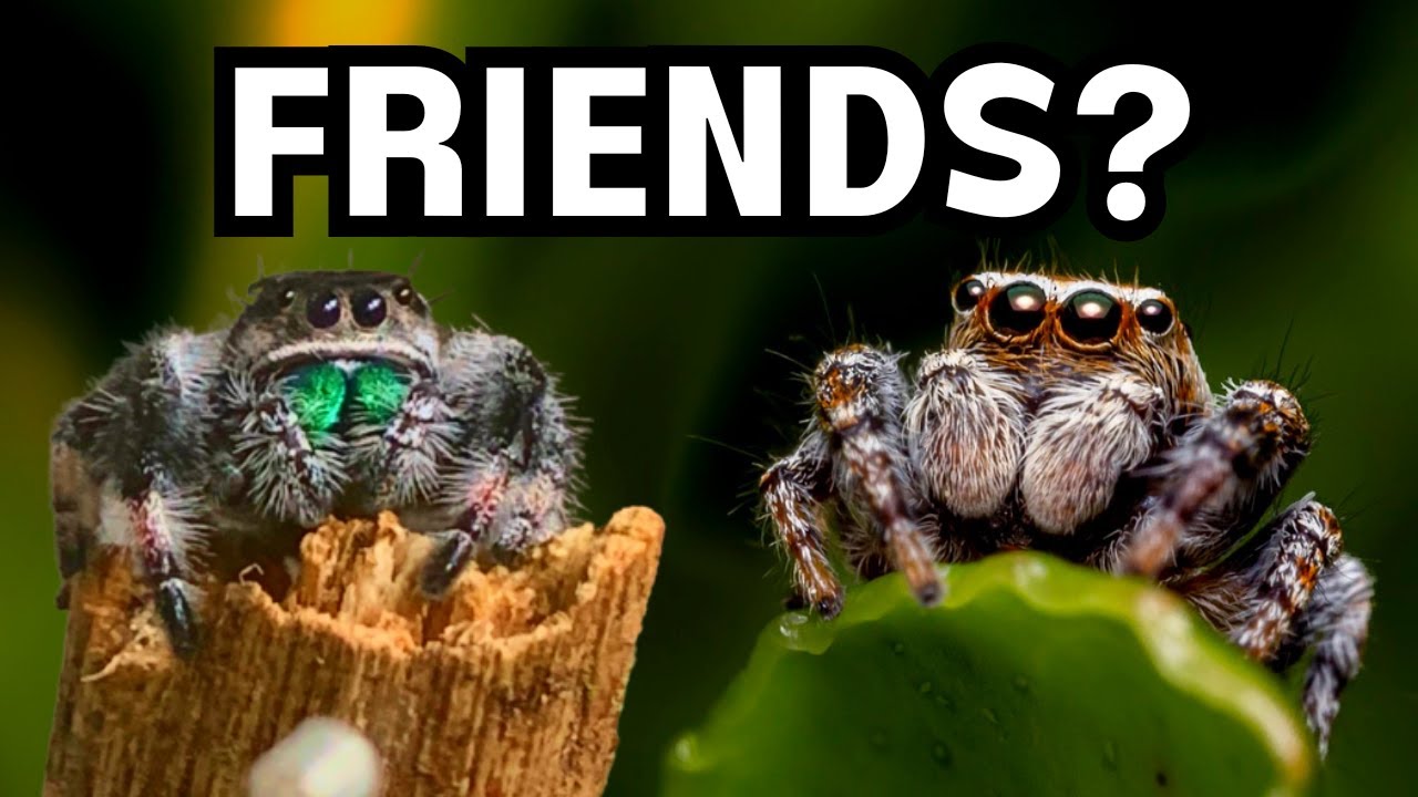 Keeping Jumping Spiders Together Can You Do It Spooderpods Youtube