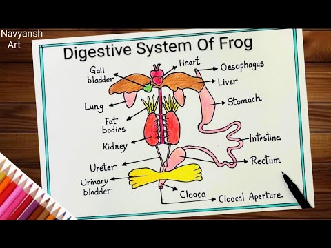 Draw A Neat Labeled Diagram Of Digestive System Of Frog Digestive