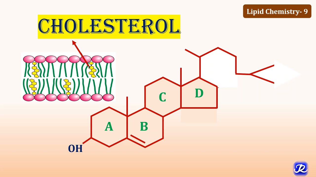 9 Cholesterol Structure Functions Lipid Chemistry 9