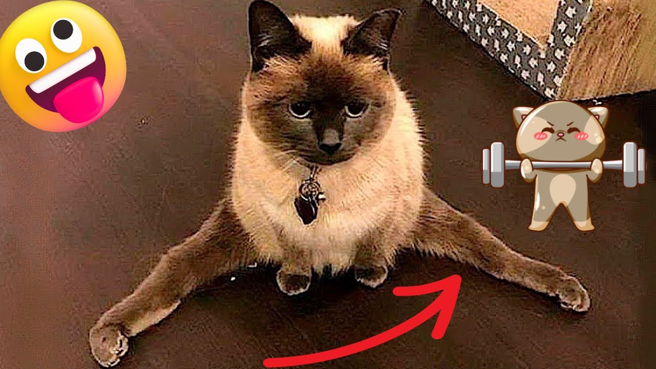 Funny Cat Tiktok Compilationёяшв Youtube