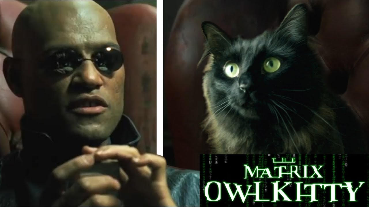 Morpheus Meets My Cat The Matrix Youtube