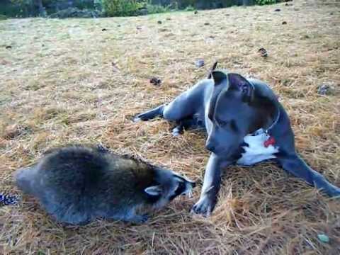 Pitbull Vs Raccoon Must Watch It Rare Youtube