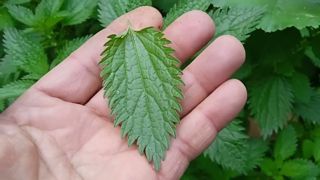 How To Harvest Stinging Nettle Leaves Youtube