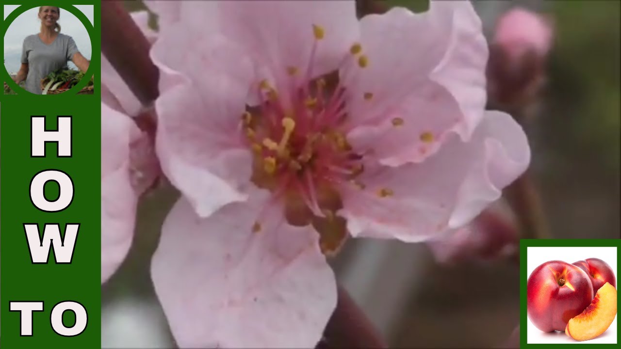 How To Hand Pollinate Fruit Trees Youtube