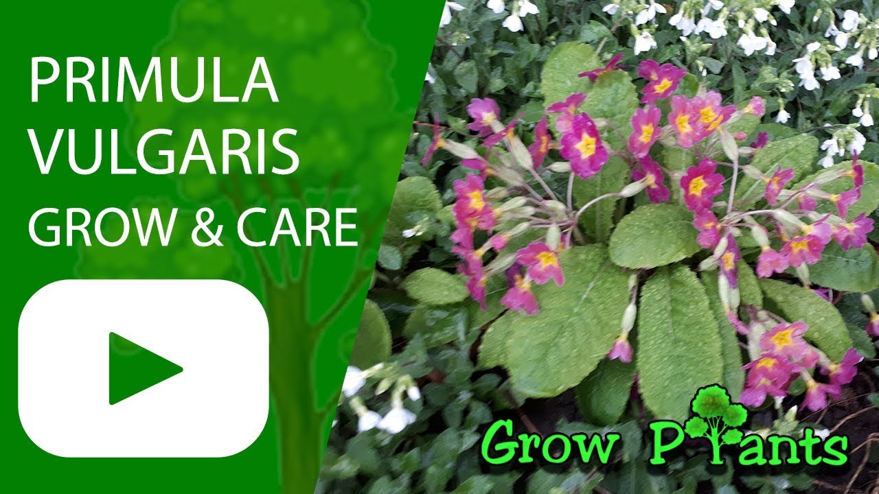 Primula Vulgaris Grow Care Youtube