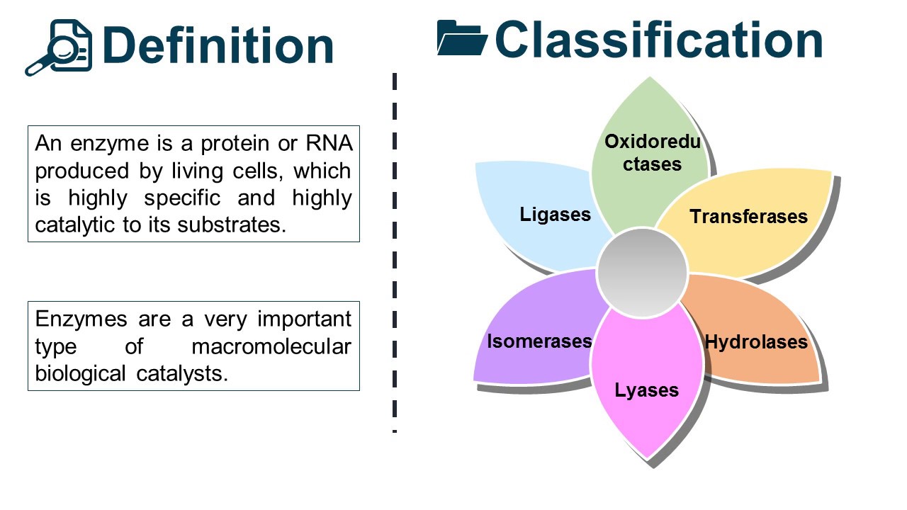Enzymes Structure Classification And Function