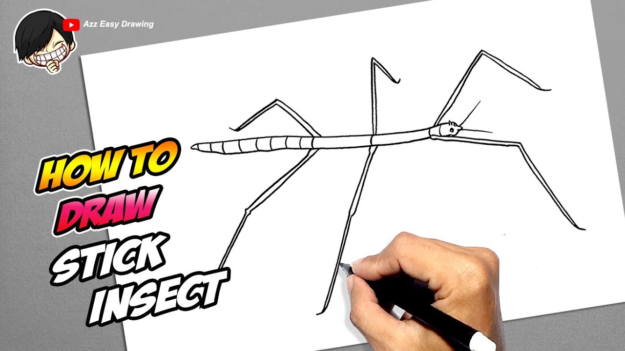 How To Draw A Stick Insect Step By Step Infoupdate Org