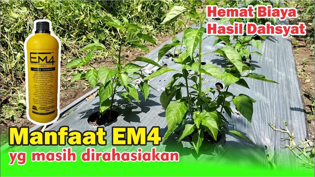 Manfaat Em4 Yang Dirahasiakan Petani Youtube
